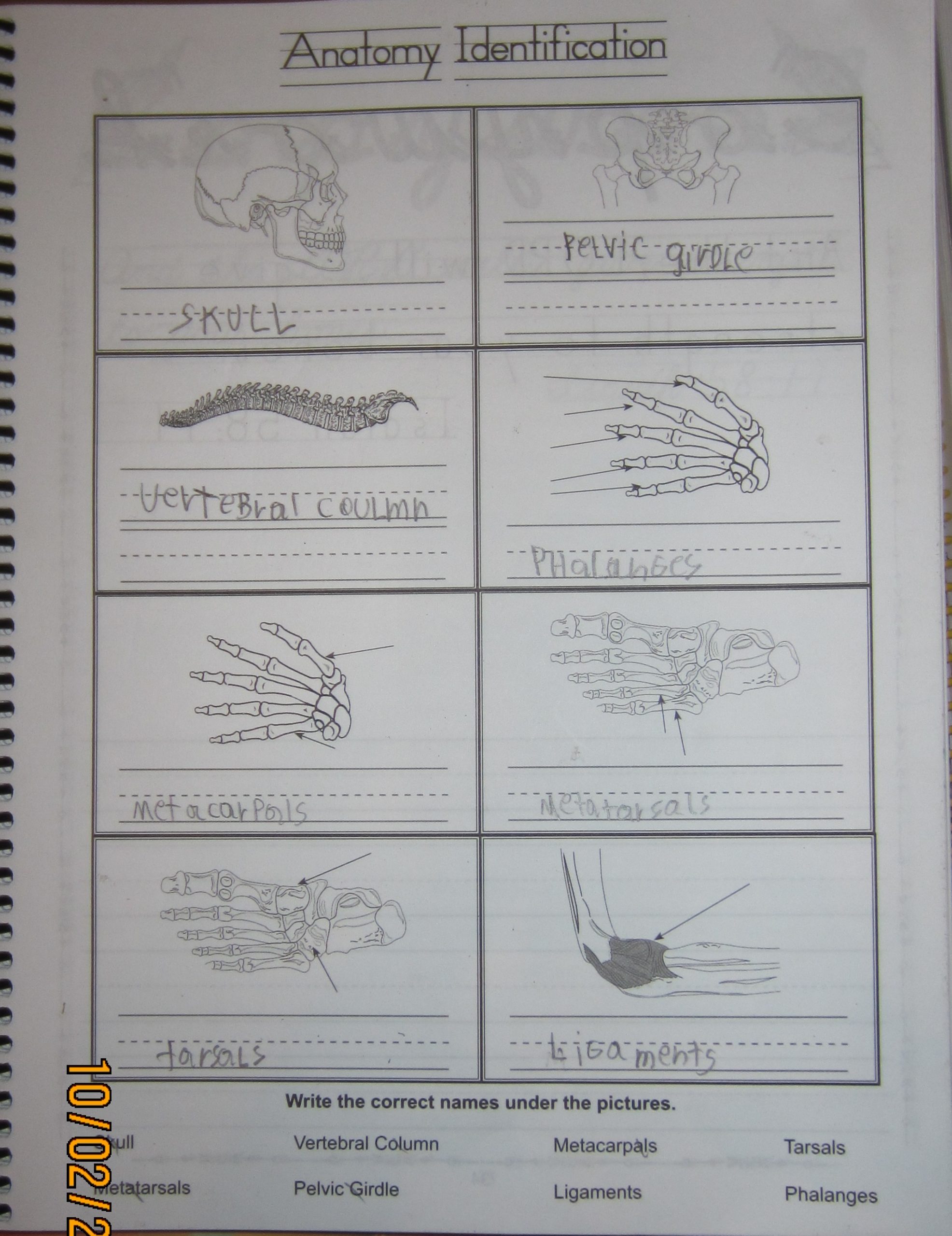 Science Bones Notebook Pages (3) « NutBugs