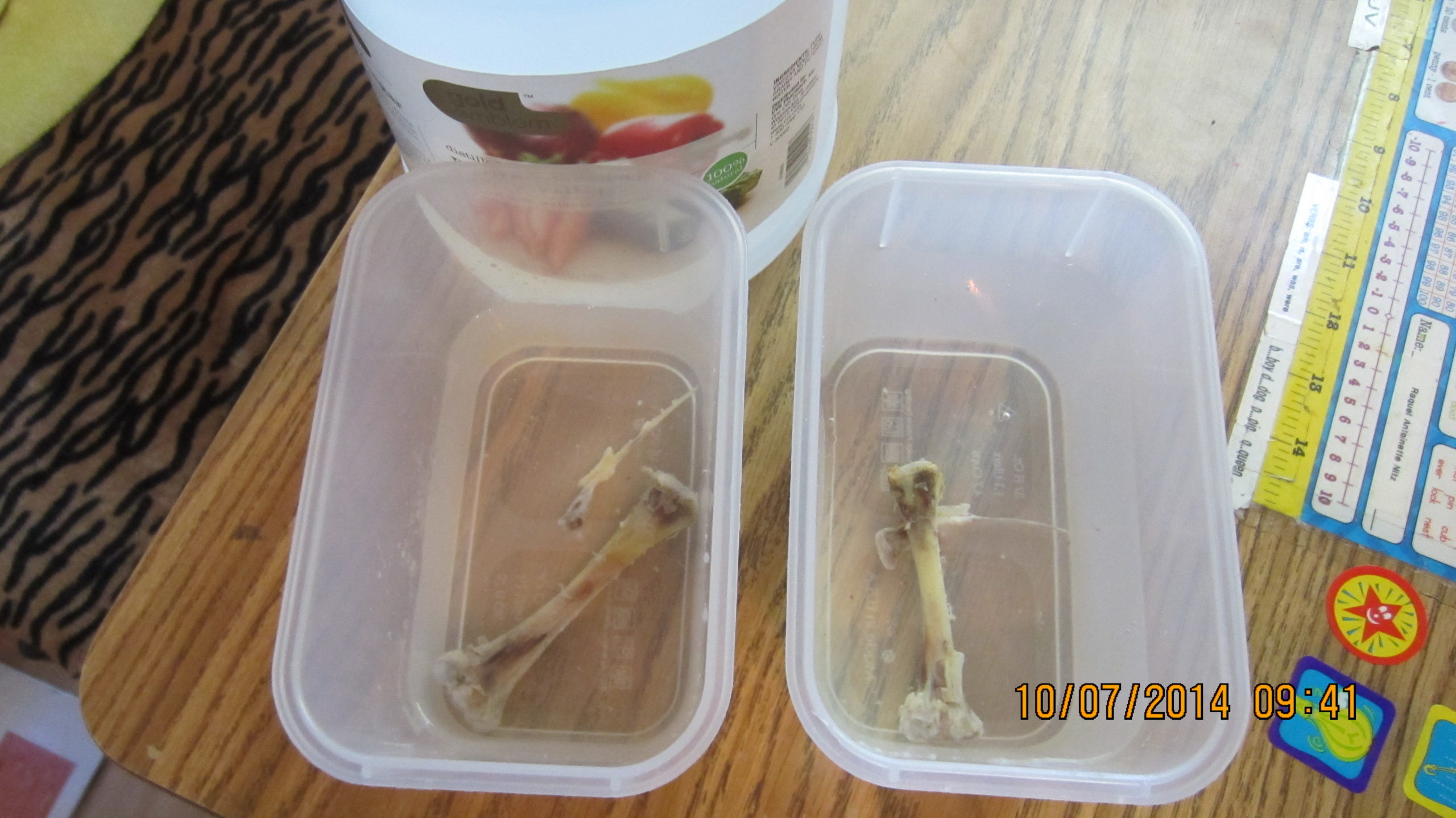 Science-bones (6) « NutBugs